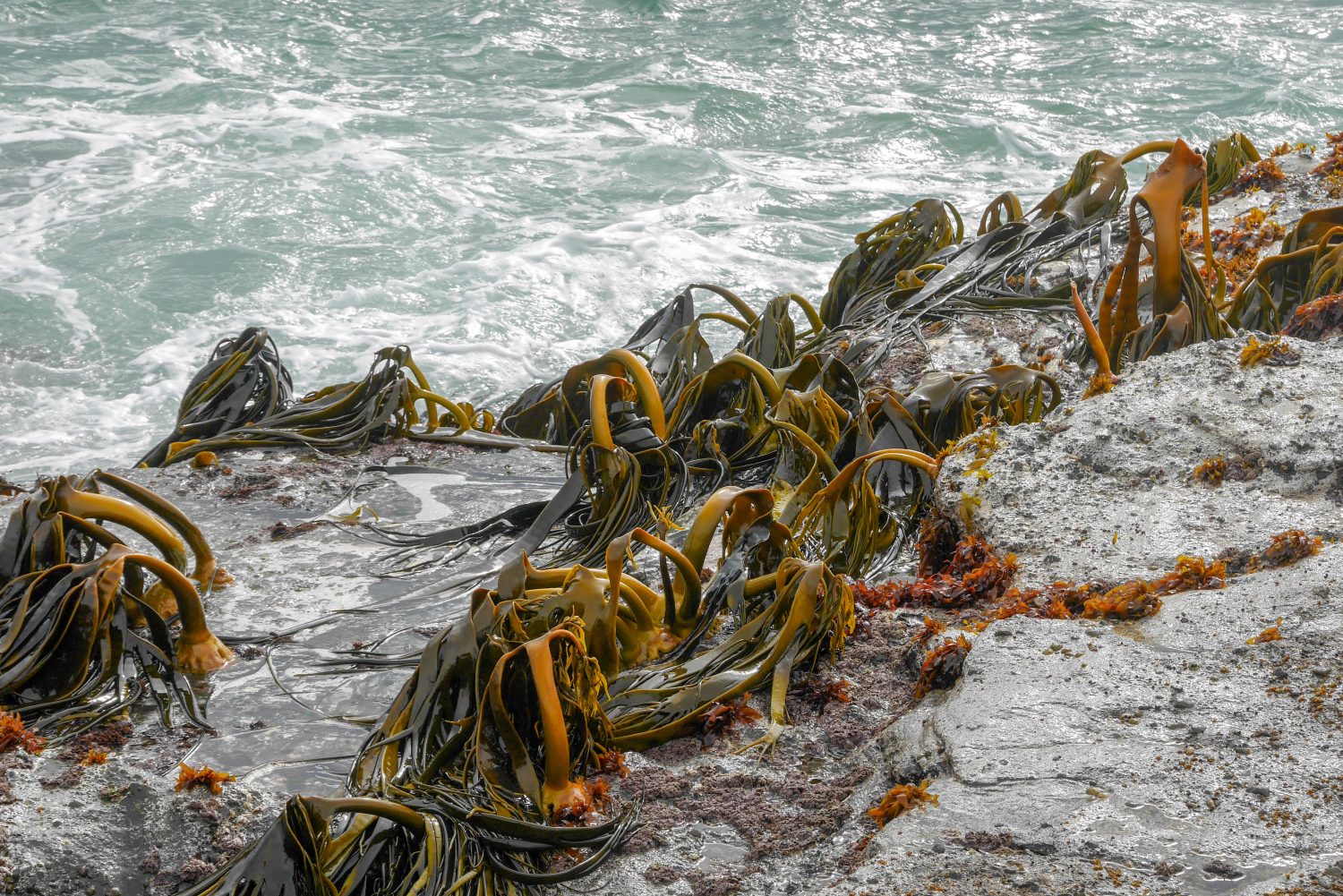 Quand le phare s’allume, le manchot sèche ses plumes – Wanderlust ...